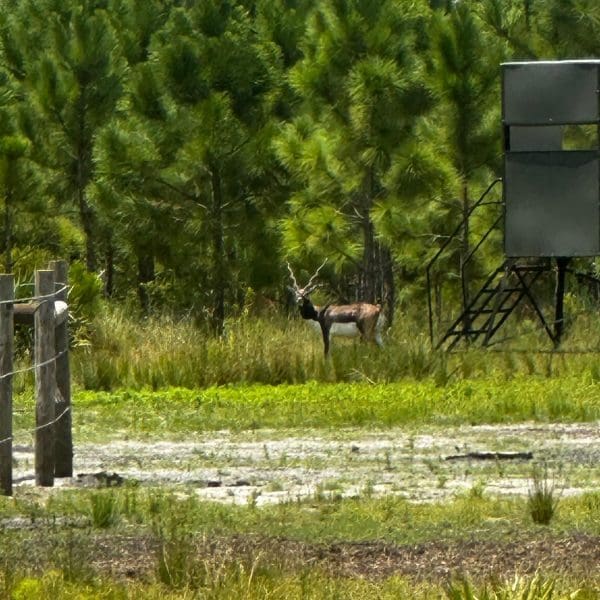 Central Florida Exotic Hunts | P4 Ranch Central Florida